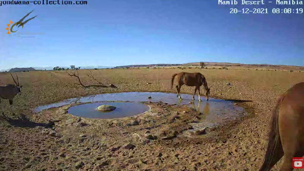 【265日目】儂、ナミブ砂漠ライブカメラ『Namibia: Live stream in the Namib Desert』をずっと見てる ...