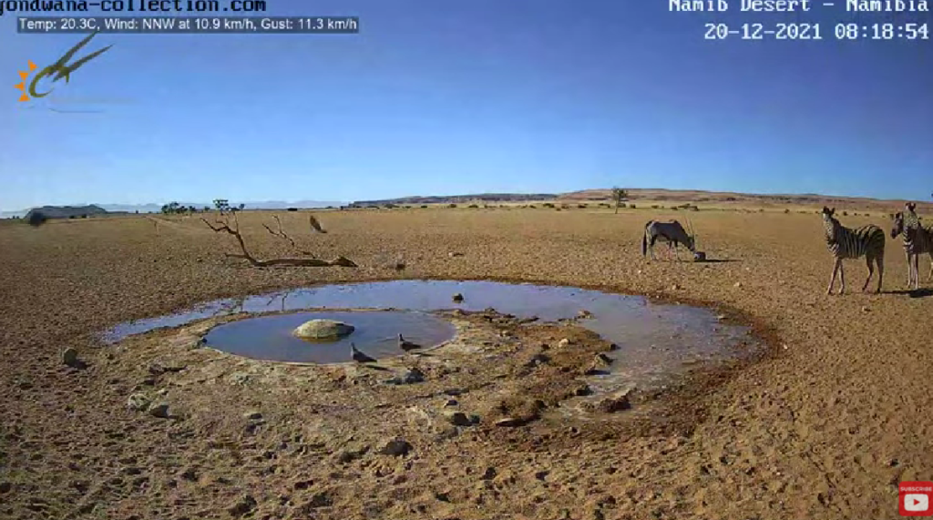 【265日目】儂、ナミブ砂漠ライブカメラ『Namibia: Live stream in the Namib Desert』をずっと見てる ...