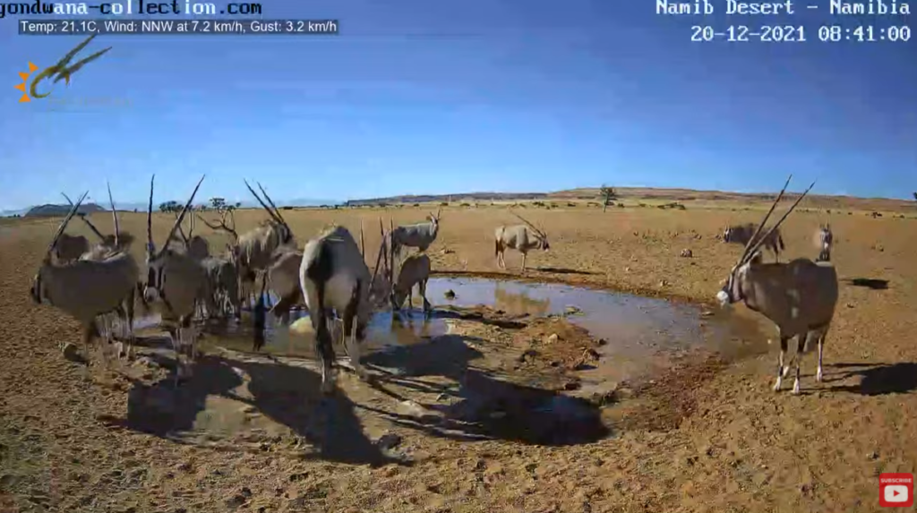 【265日目】儂、ナミブ砂漠ライブカメラ『Namibia: Live stream in the Namib Desert』をずっと見てる ...